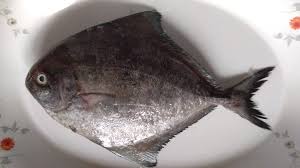 Discover 10 Pomfret Fish Benefits You Wish You Knew Sooner