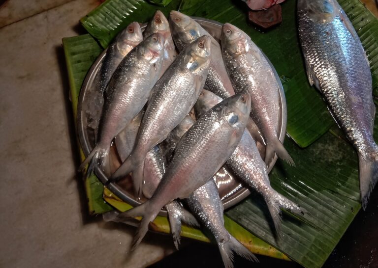 15 Fish Rich in Omega-3 Fatty Acids for Better Health
