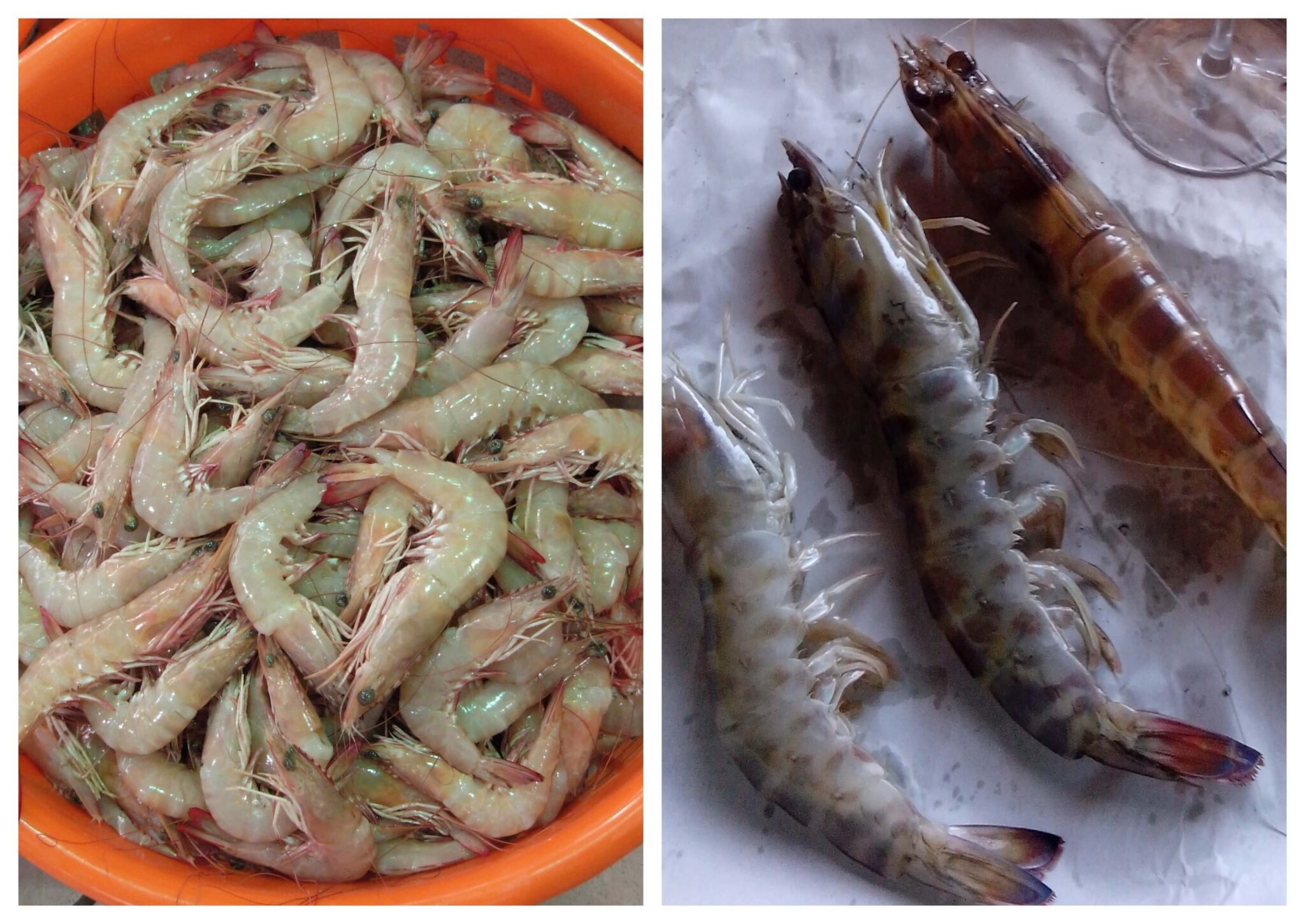 Shrimp vs Prawns: 9 Powerful Aspects Highlighting Differences